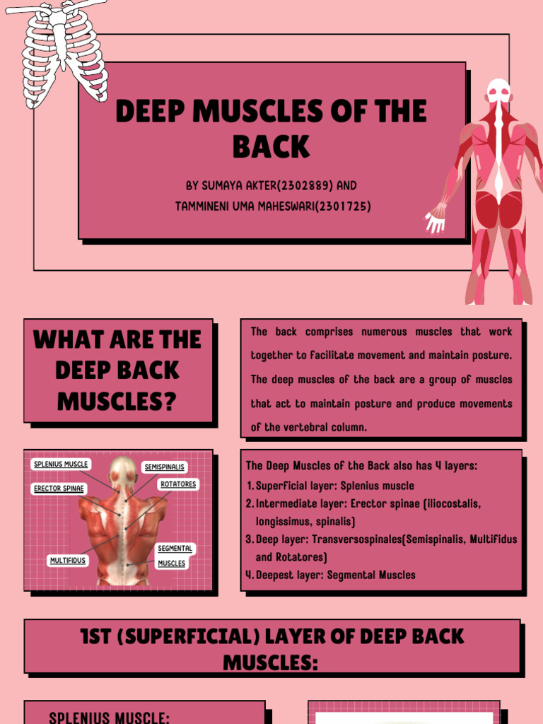 Deep Muscles of The Back | PDF | Vertebra | Vertebral Column