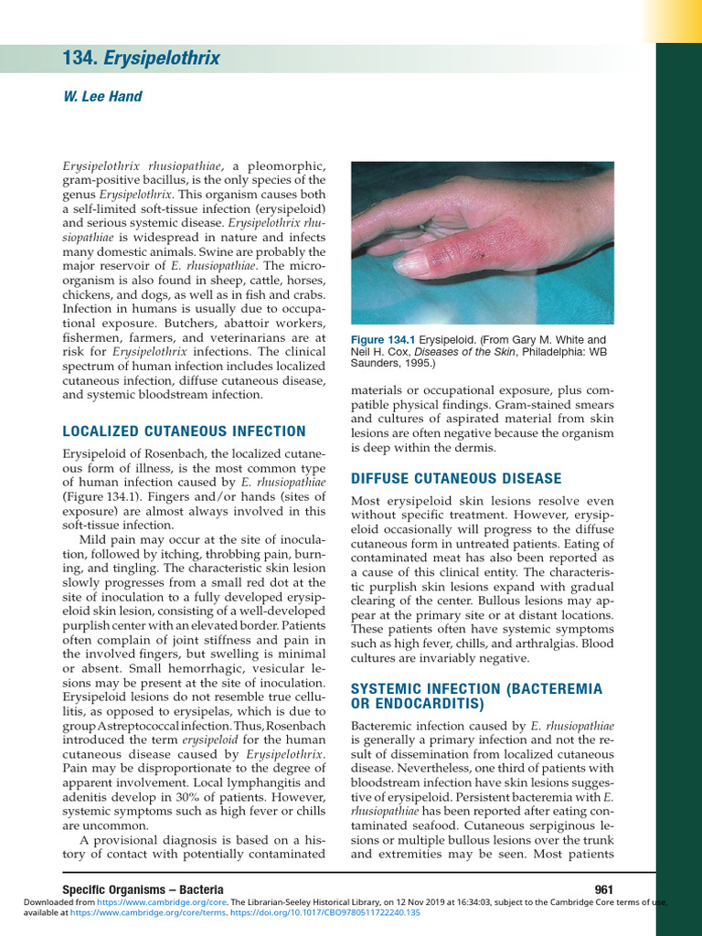 Erysipelothrix | PDF | Infection | Medical Specialties