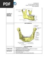 Anatomía de la Mandíbula y Puntos Clave | PDF | Sistema ...