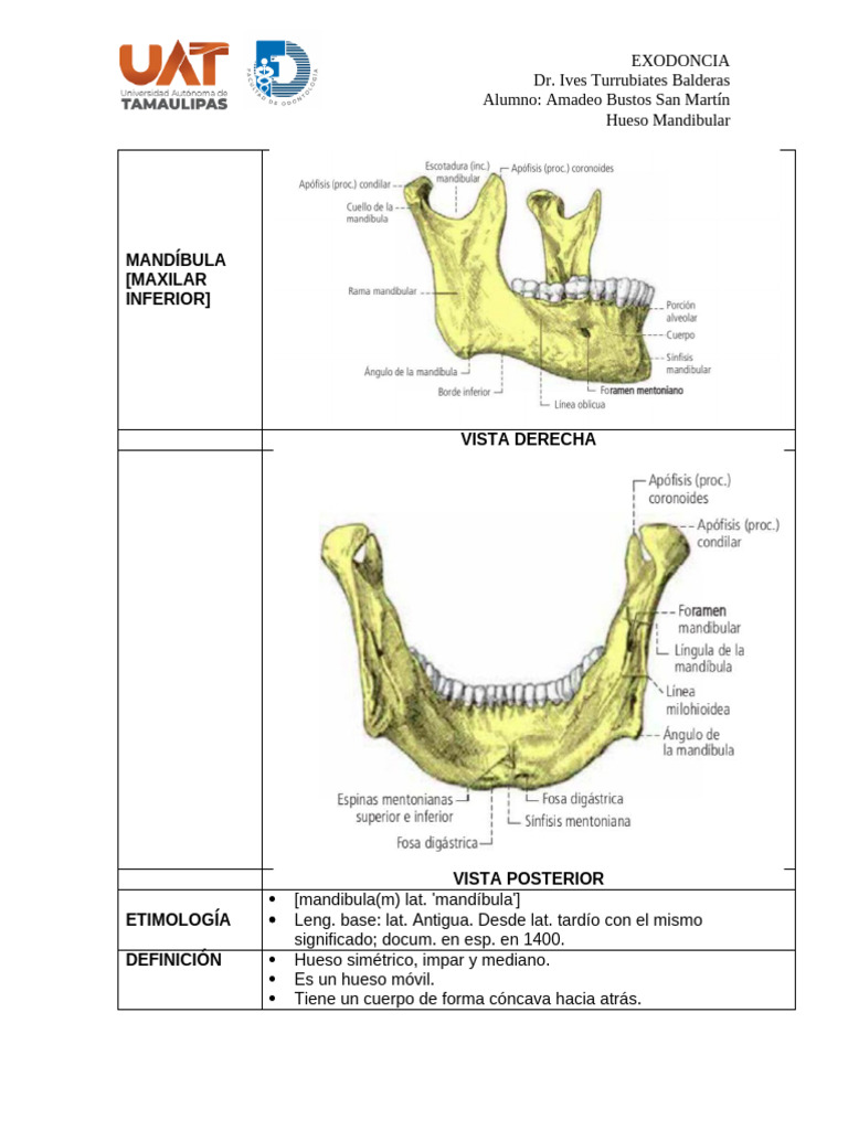 Anatomía y Función de la Mandíbula | PDF | Anatomía humana | Anatomía