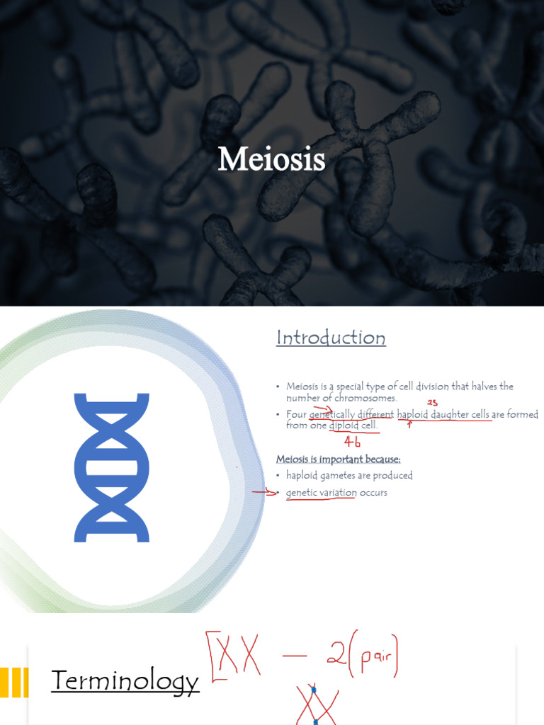 Meiosis (Introduction) | PDF