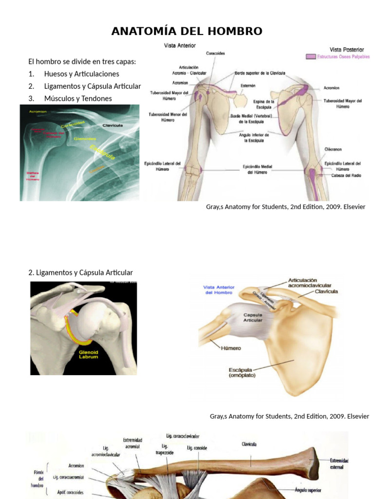 Anatomía Del Hombro | PDF