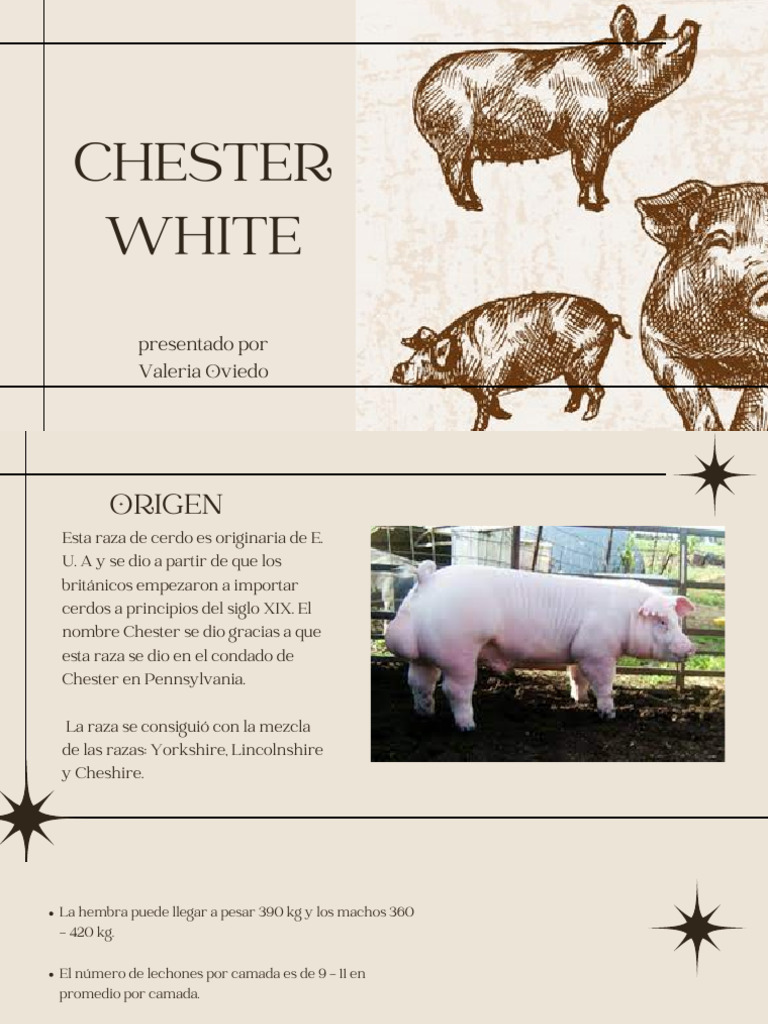 Origen y características del Chester White | PDF