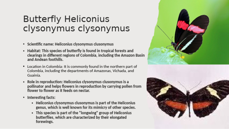Butterfly Heliconius clysonymus clysonymus | PDF