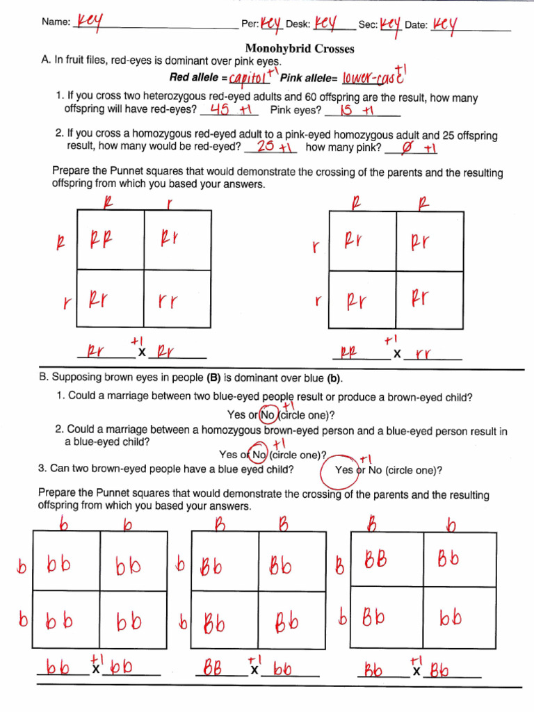 Key Genetics Worksheets | PDF
