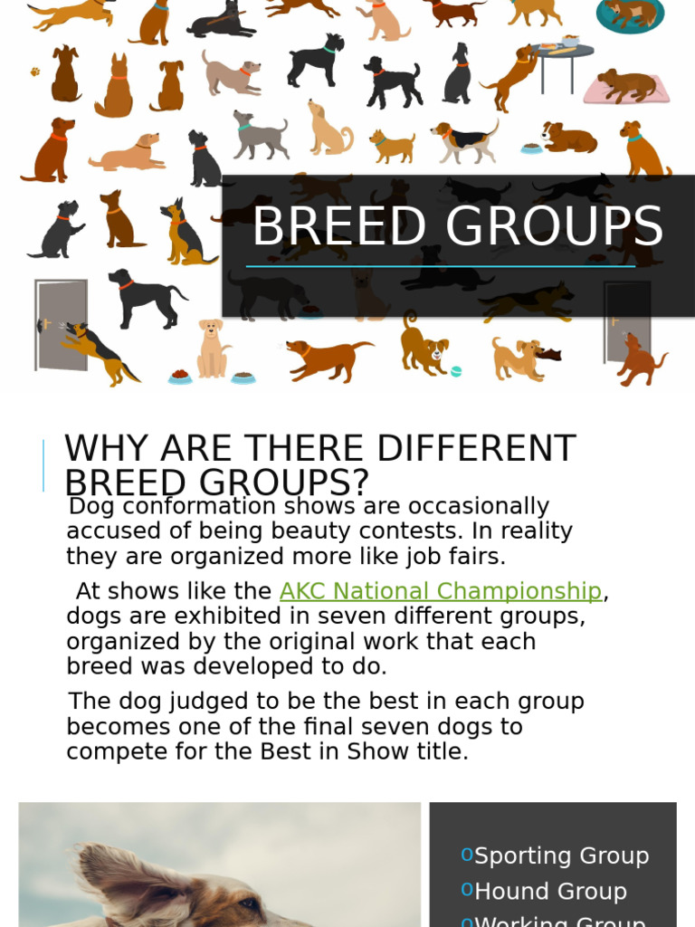Overview of Dog Breed Groups | PDF | Herding Dogs | Dogs