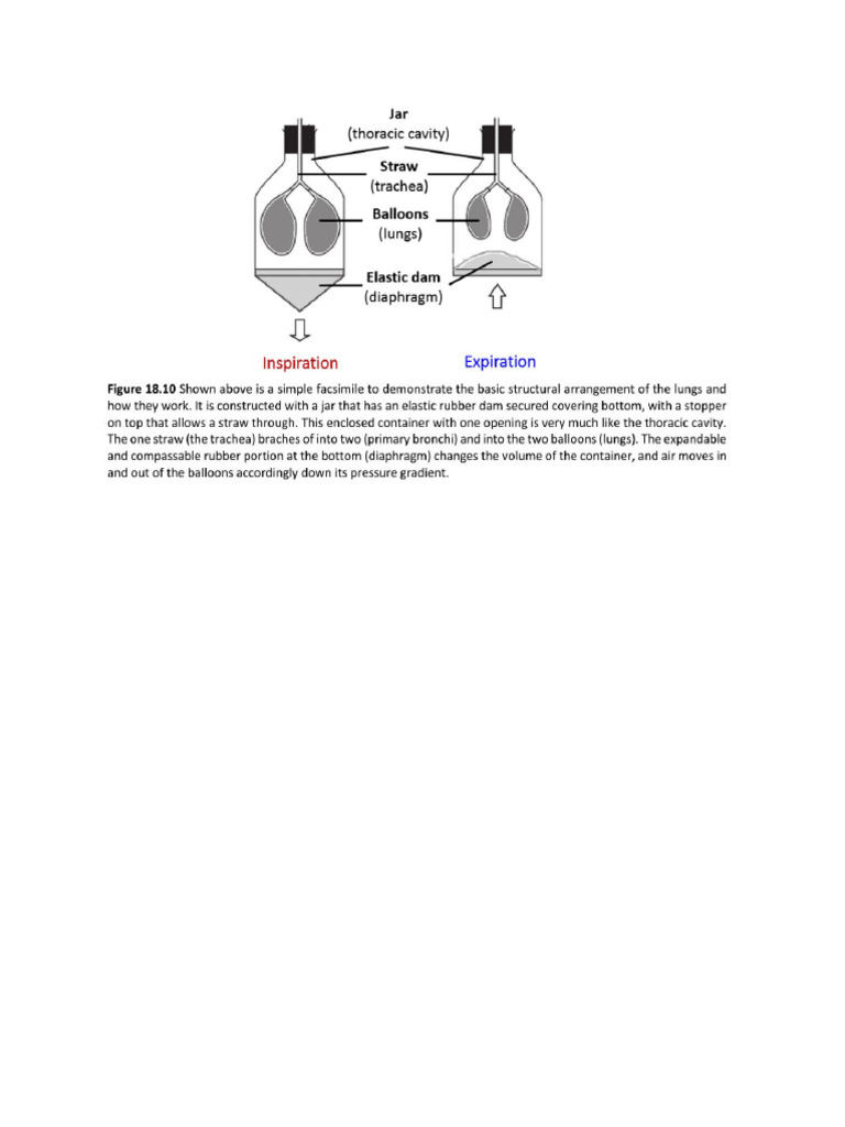 Bell Jar Model | PDF