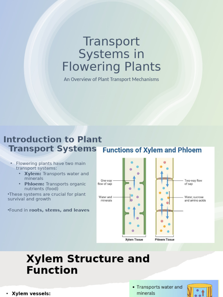 Transport Systems in Flowering Plants | PDF | Leaf | Plants