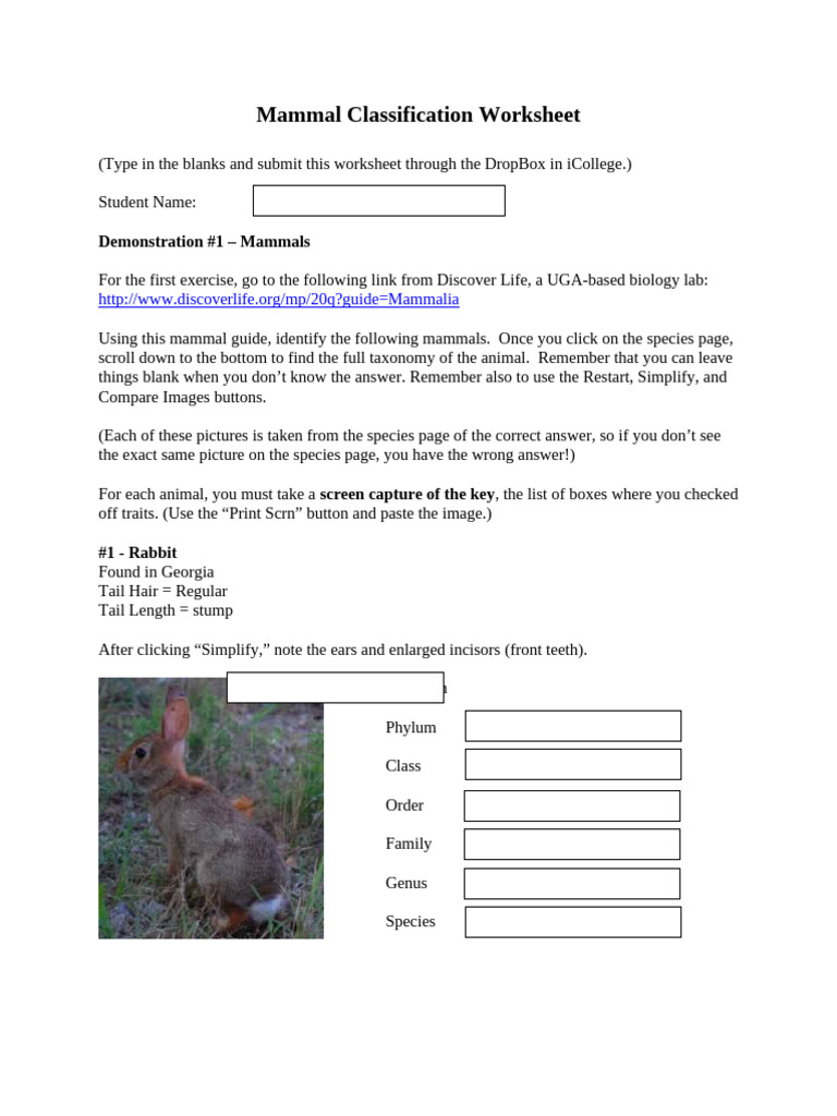 Mammal Classification Worksheetv3 | PDF | Mammals | Tooth