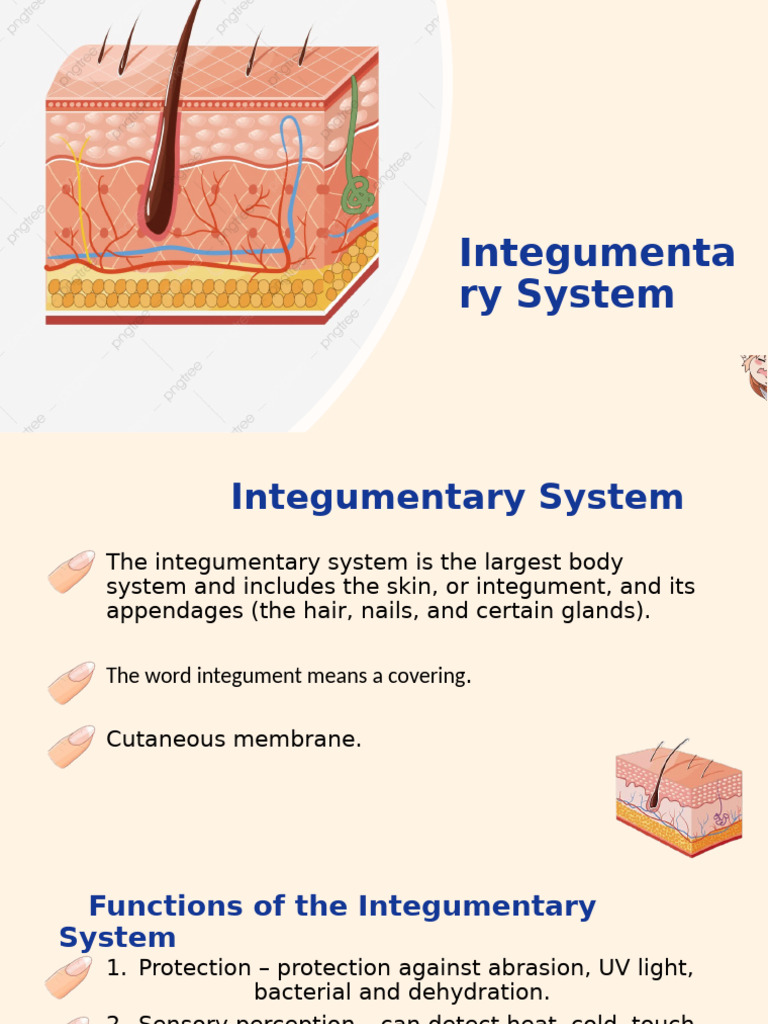 Integumentary System | PDF | Integumentary System | Skin