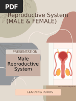 KS3 Reproductive System Activity | PDF | Reproductive System | Uterus