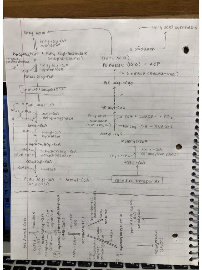 MCAT Pathways 4 | PDF