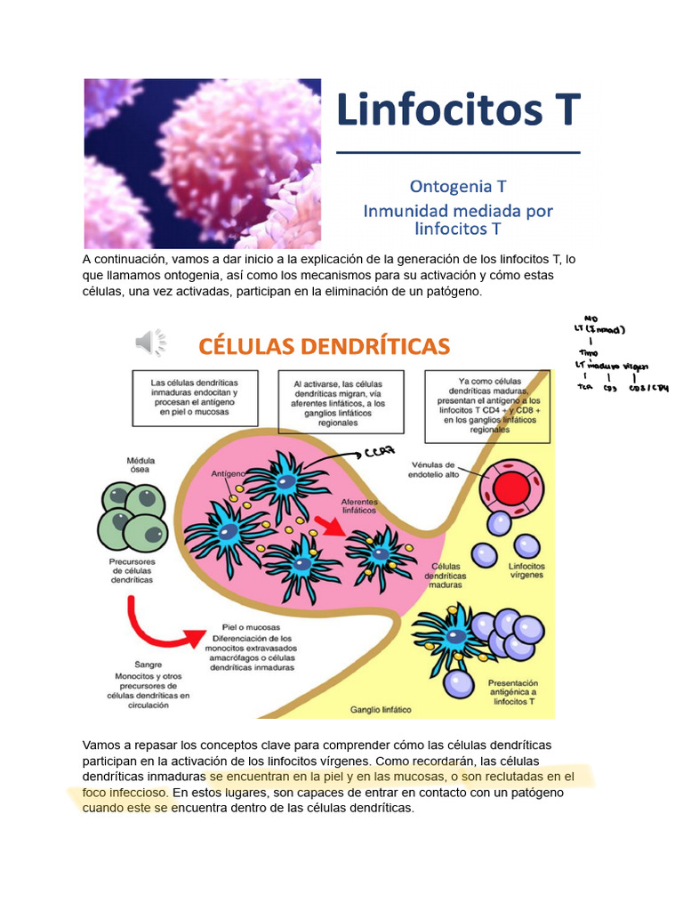 Generación y maduración de linfocitos T | PDF | Célula T | Sistema inmune