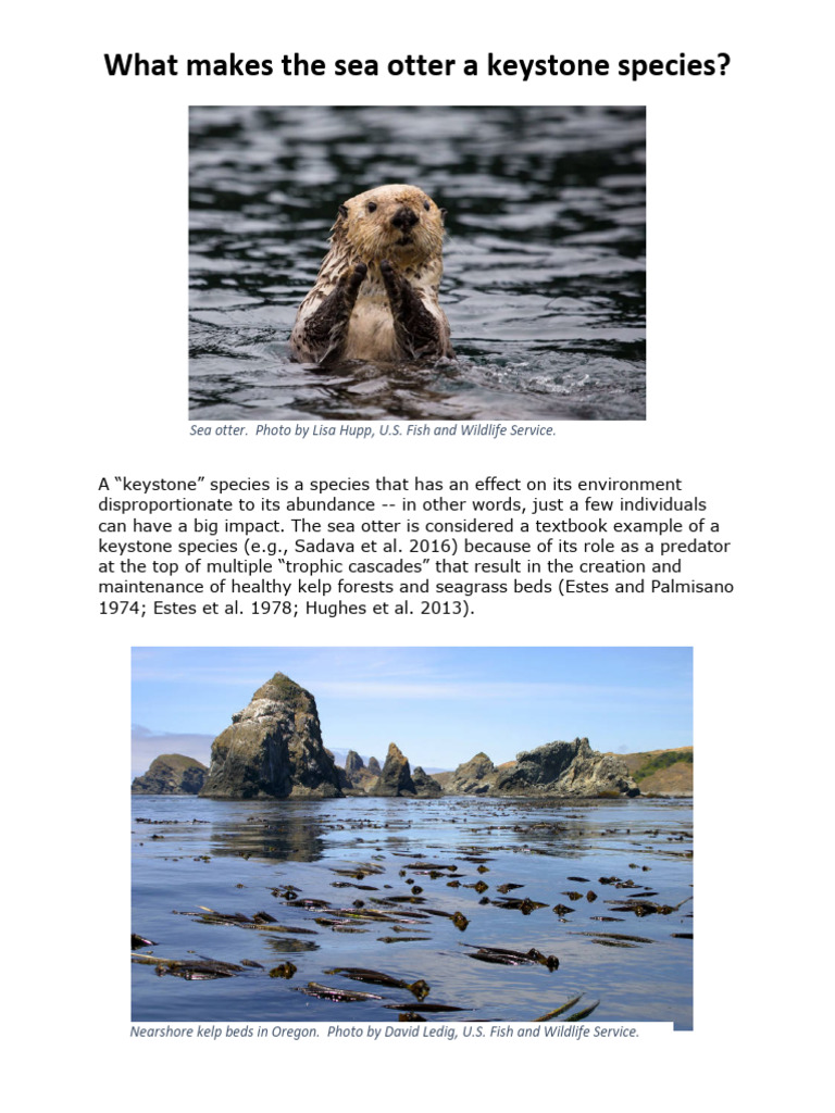 The keystone species role of the sea otter 07302021 | PDF | Ecology ...