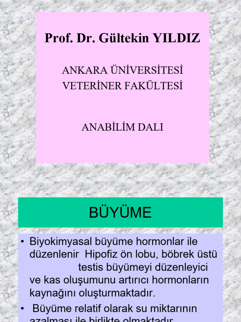 Besi Sigirlarinin Beslenmesi Gultekin Yildiz | PDF