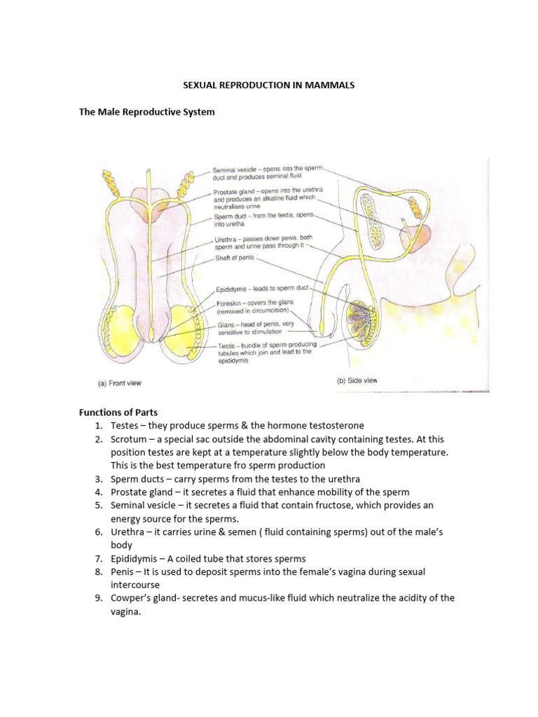 Mammal Reproductive Systems Explained | PDF | Menstrual Cycle ...