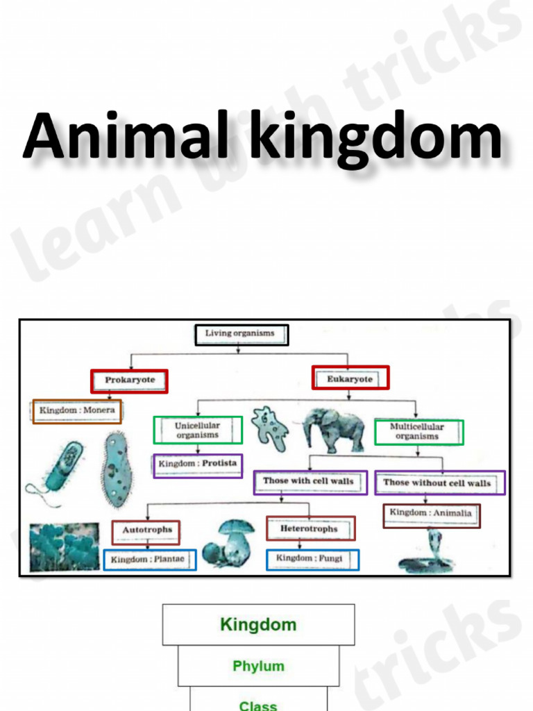 Animal Kingdom Main | PDF