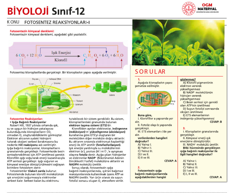 Ogm Materyal 12.sınıf Biyo 0hnuo5vkiwr | PDF