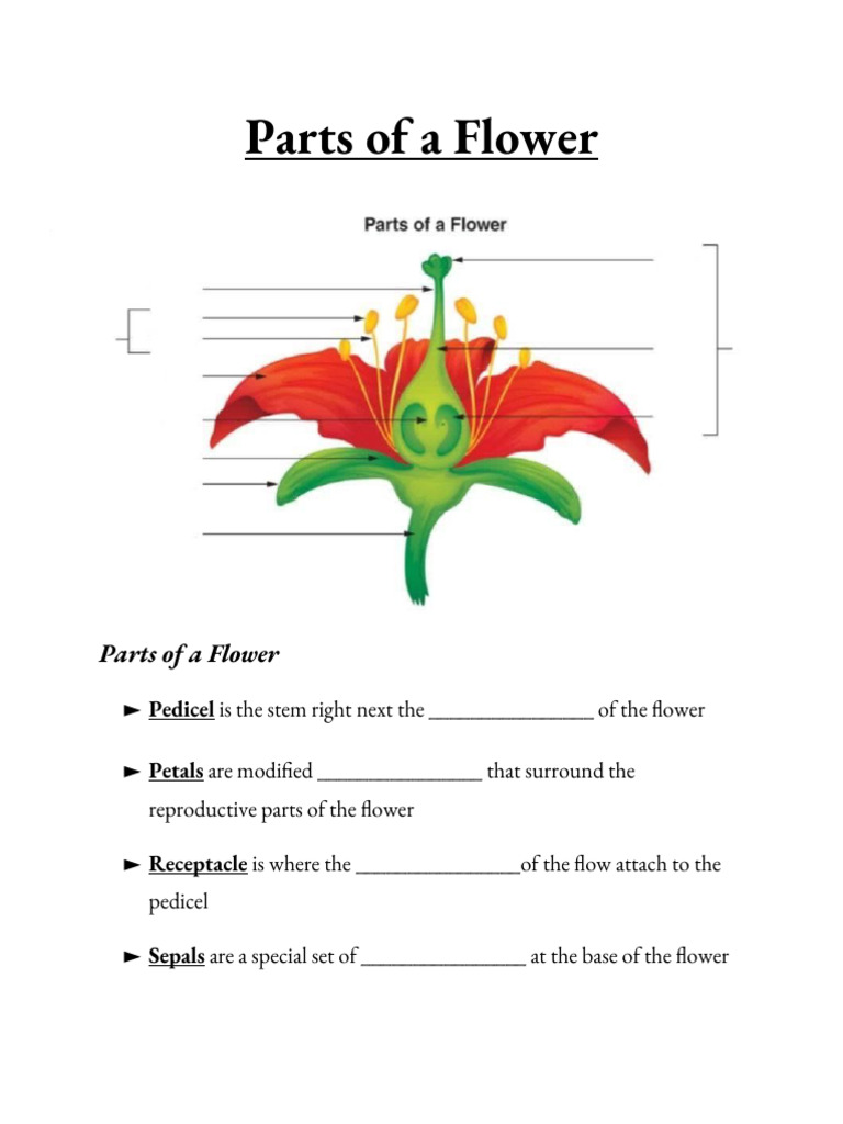 Parts of A Flower Notes | PDF