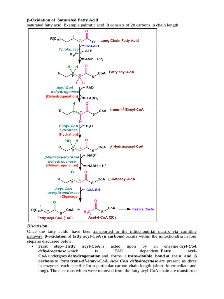 β - oxidation of fatty acids | PDF | Fatty Acid | Adenosine Triphosphate