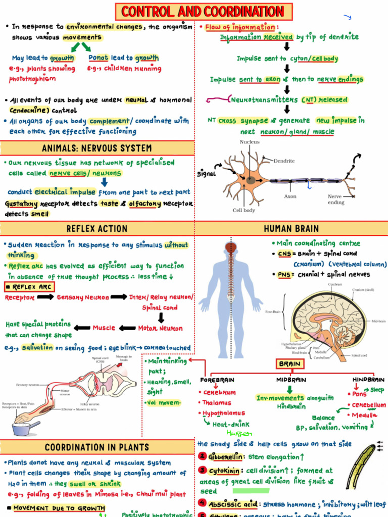 Control and Coordination | PDF | Endocrine System | Human Anatomy