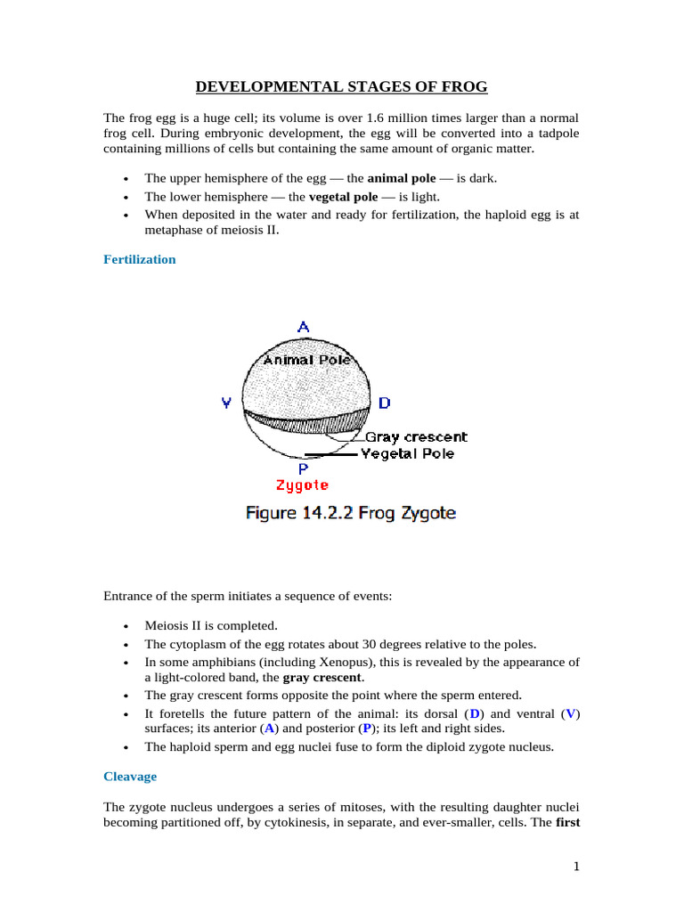 Practical - Developmental Stages of Frog-1 | PDF | Biological Processes ...