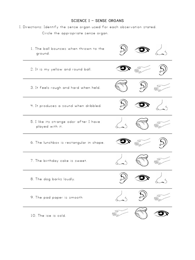 Science Sense Organs | PDF