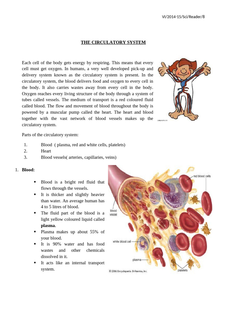 Understanding the Human Circulatory System | PDF | Heart | Atrium (Heart)