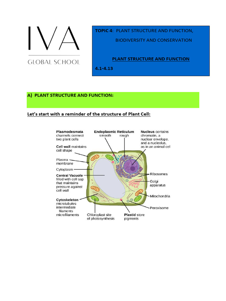 4.1-4.13 Plant Structure and Functions | PDF | Cell Wall | Placebo