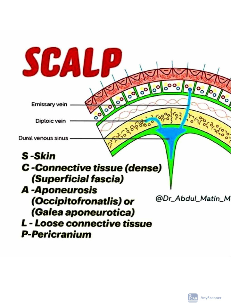 Scalp Menomics | PDF