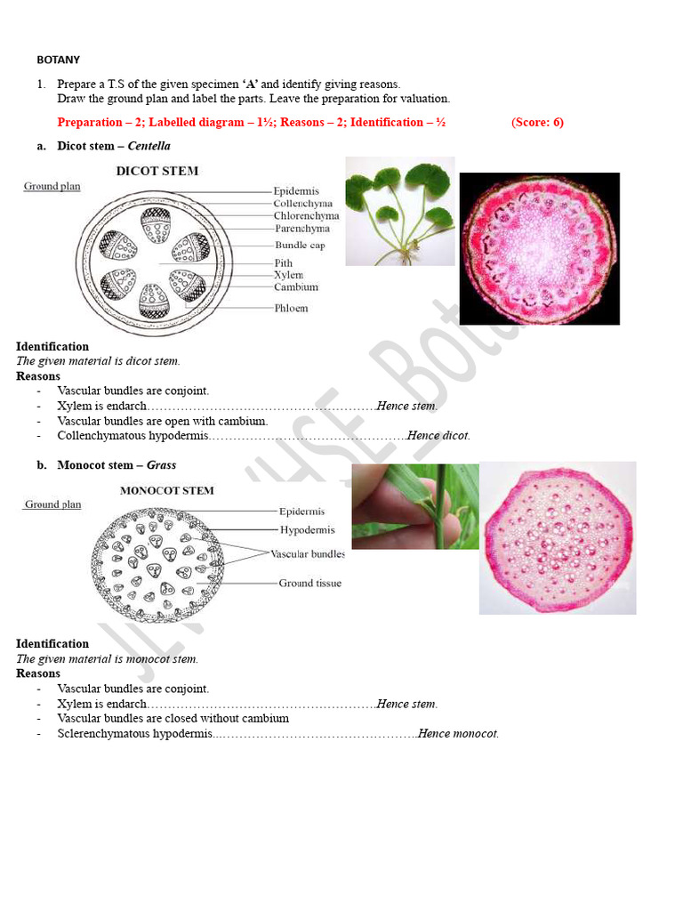 BOTANY-short Notes Practical | PDF | Plant Stem | Petal