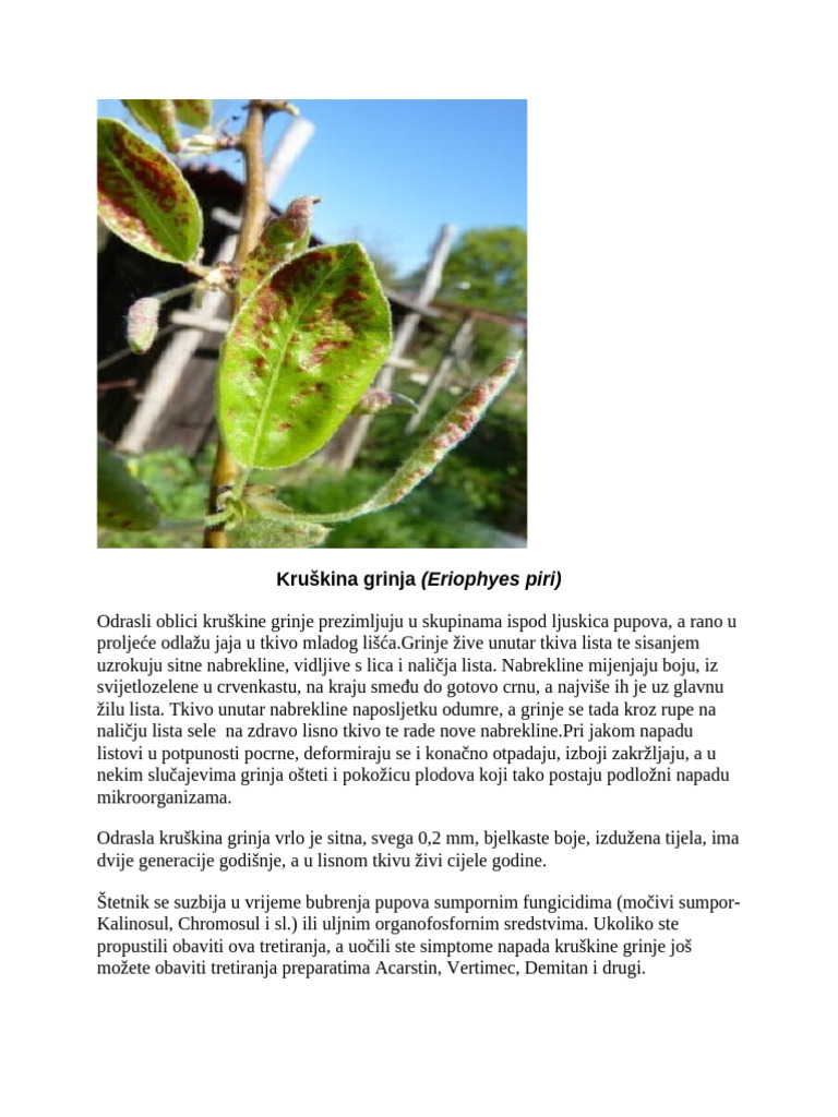 Kruškina Grinja | PDF
