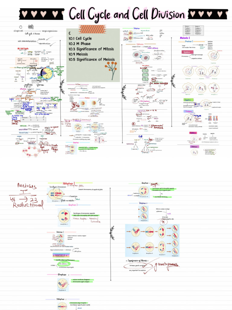 Cell Cycle Super Notes by Seep Pahuja | PDF
