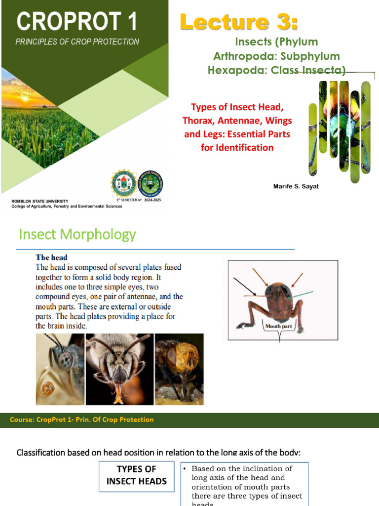 Insect Morphology and Anatomy Overview | PDF | Eye | Insects
