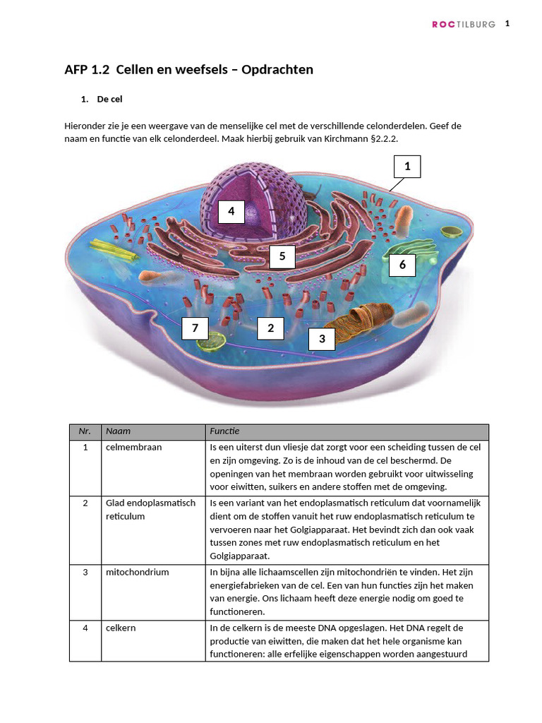 AFP 1.2 Cellen Weefsels en Huid - Opdrachten | PDF