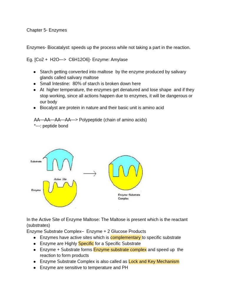 Biology Chapter 5 Notes | PDF
