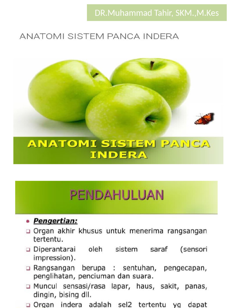 Anfis Sistem Panca Indera | PDF