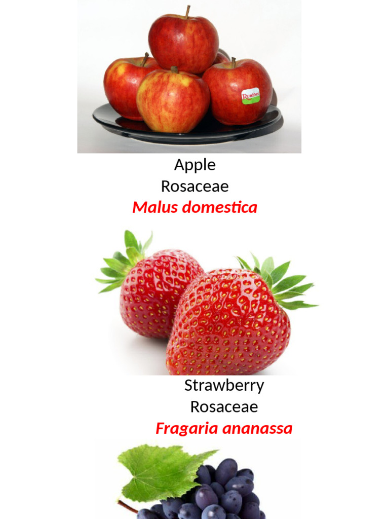 Sci Name 2nd Sem AFA 2A Gwapo | PDF