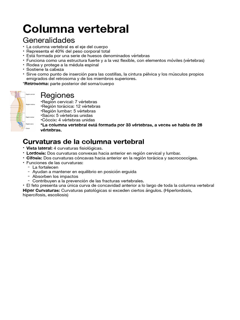 Estructura y Funciones de la Columna Vertebral | PDF | Vértebra | La ...