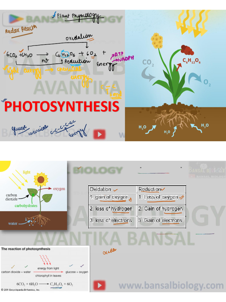 Plant Physio | PDF | Photosynthesis | Chlorophyll