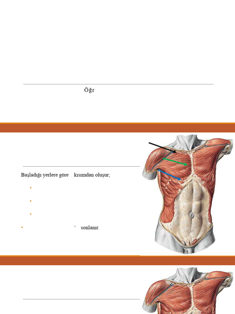 Pektoral Kaslar Brachial Plexus | PDF