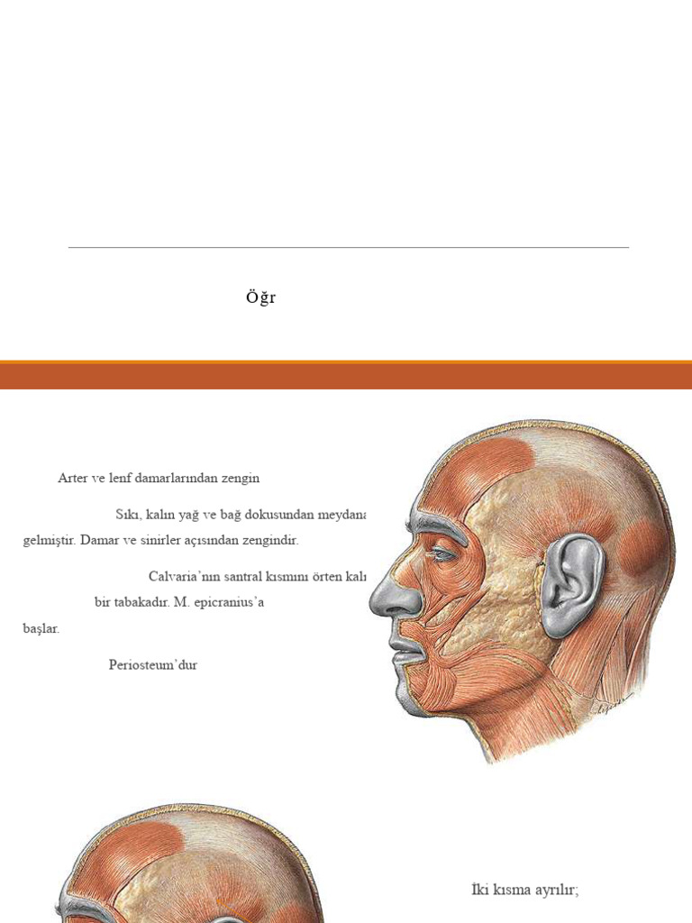 Yuz Ve Cigneme Kaslari | PDF
