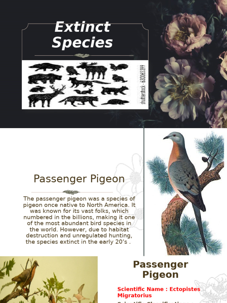Passenger Pigeon: Extinction Overview | PDF | Columbidae | Birds