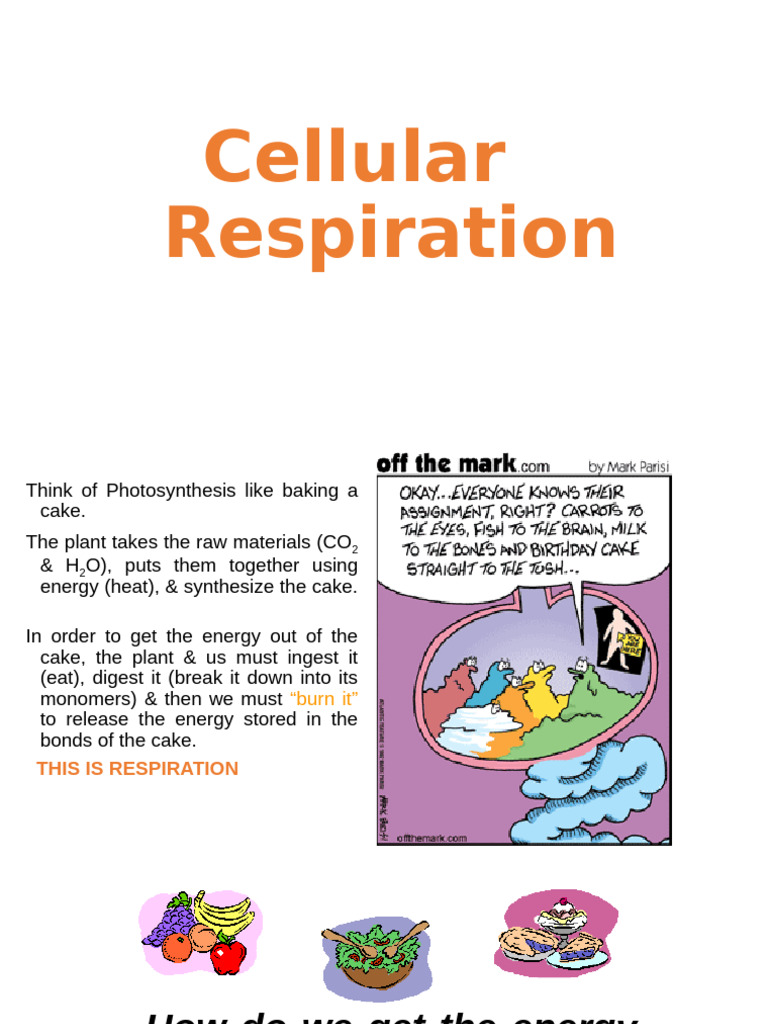 Cellular Respiration Explained: ATP Production | PDF | Cellular ...