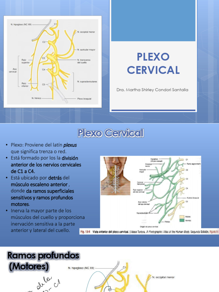 (Anatomía) TEMA 9-6 PLEXO CERVICAL | PDF | Sistema musculoesquelético ...