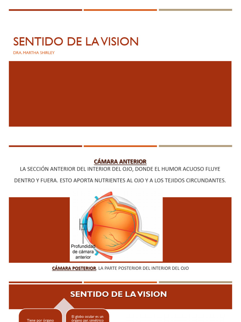 (Anatomía) TEMA 7 SENTIDO VISION Y AUDICION | PDF | Ojo | Oído