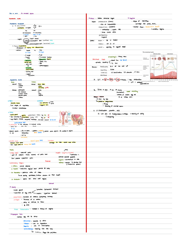 OQ OB | PDF | Uterus | Vagina