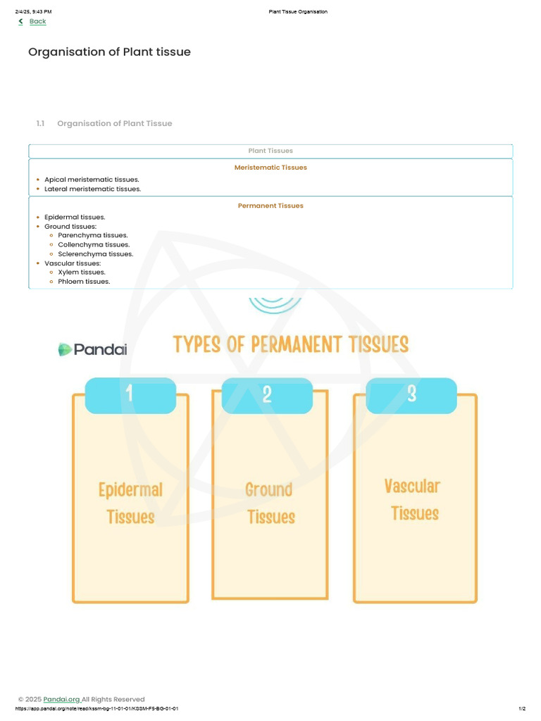 Plant Tissue Organization Explained | PDF | Tissue (Biology) | Leaf