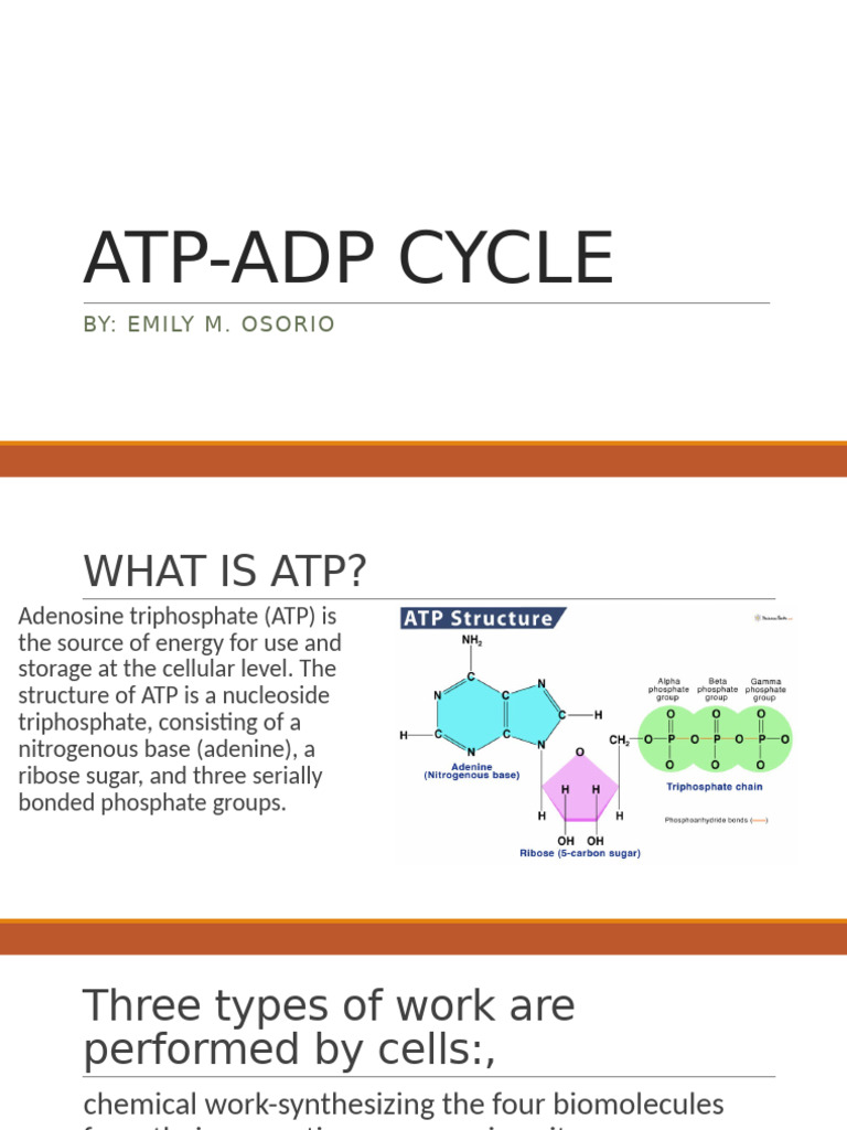 Cellular Energy and Photosynthesis | PDF