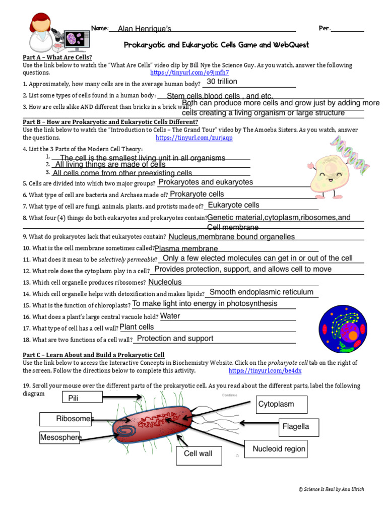 Cells+Webquest | PDF | Cell (Biology) | Endoplasmic Reticulum